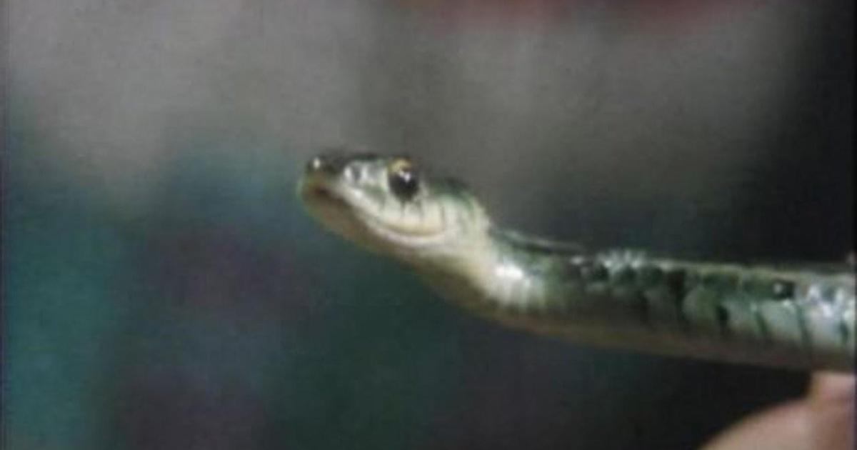 Up Close & Natural | Snakes | PBS