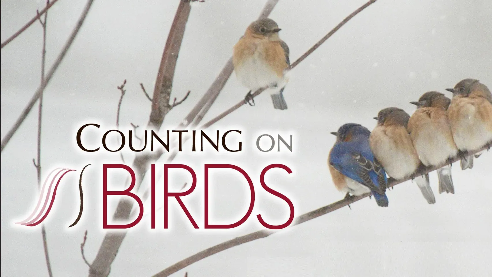Counting On Birds | PBS