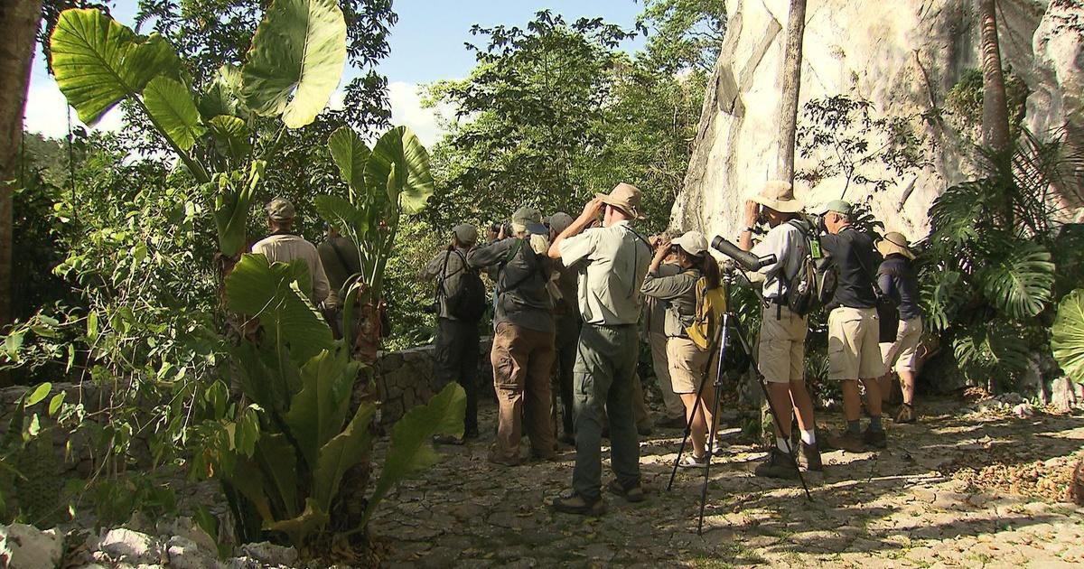 Counting On Birds | PBS