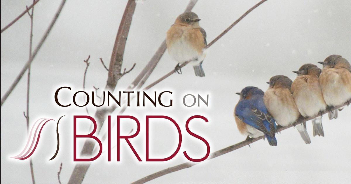 Counting On Birds | Counting On Birds (Preview) | PBS