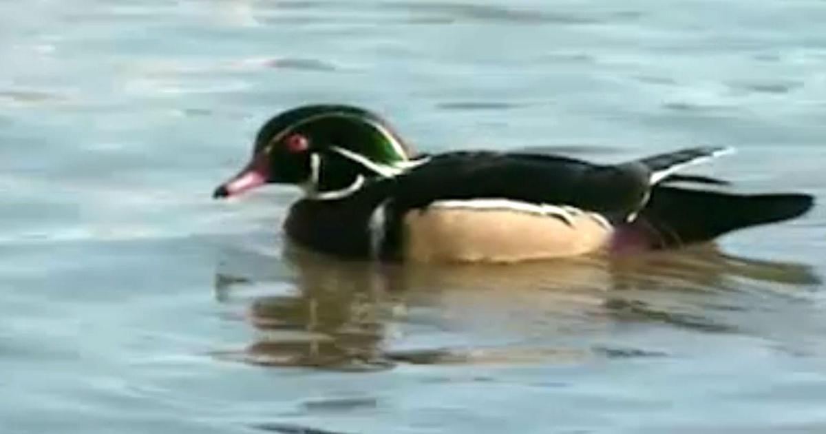 NatureWorks | Fresh Water Communities | PBS