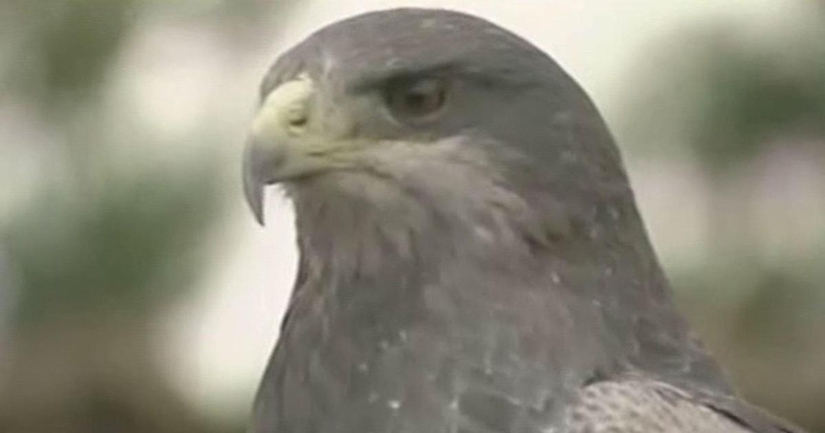Journey of the Broad-Winged Hawk | Journey of the Broad-winged Hawk ...
