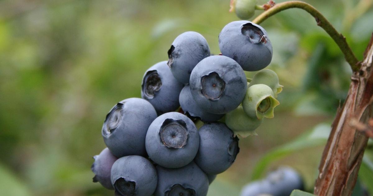 Our Hometown | Stratham | Farm Visit | PBS