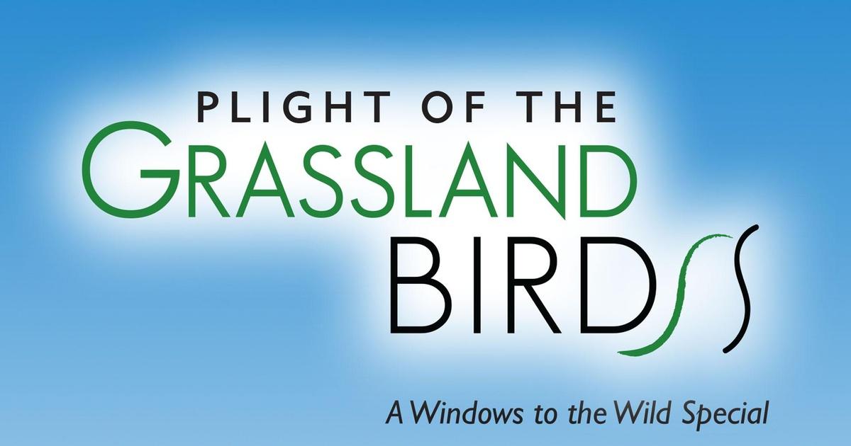 Plight of the Grassland Birds | PBS