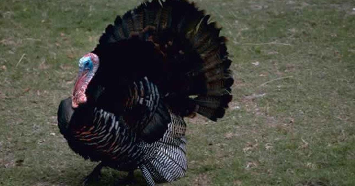 Wildlife Journal Junior | Tracking Turkeys | PBS