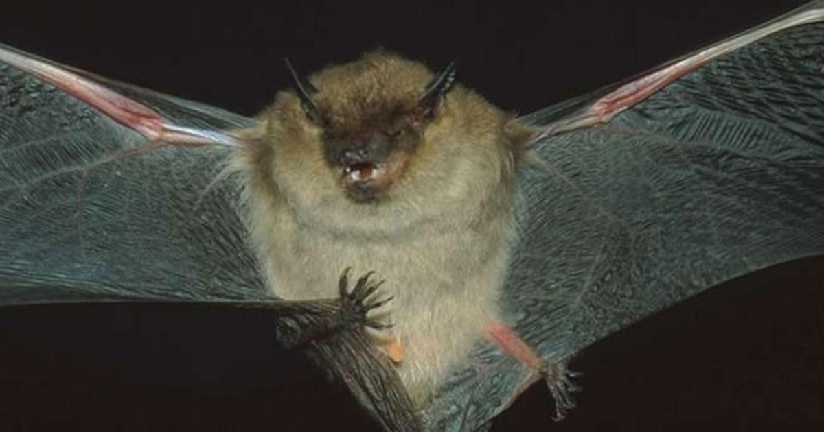 Wildlife Journal Junior | In Search of Bats | PBS