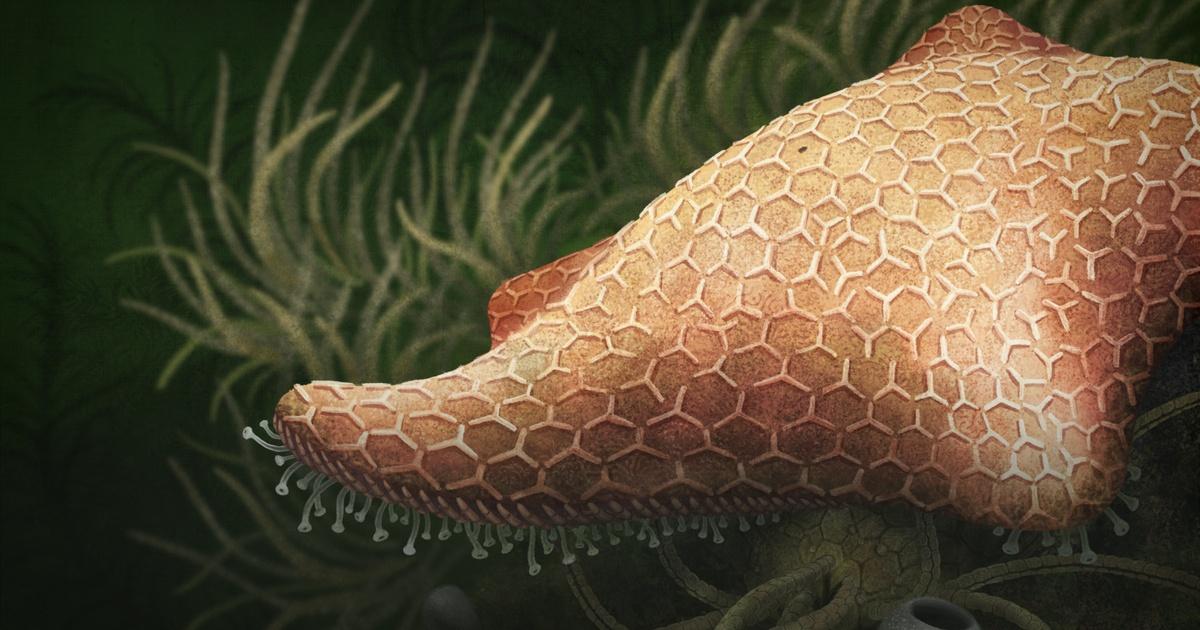 Eons | How the Starfish Got Its Arms | Season 4 | Episode 5 | PBS