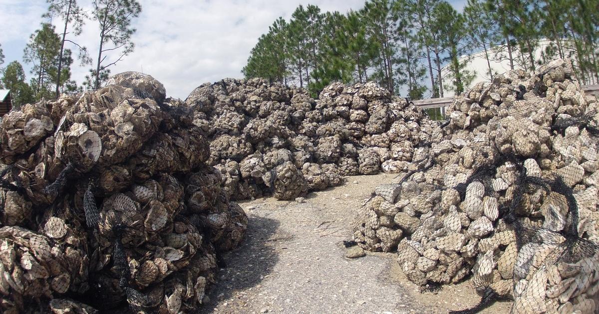 In The Grass On The Reef Recycling Oyster For Choctawhatchee Bay