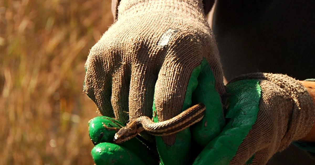 In The Grass On The Reef Seagrass Wrack In The Salt Marsh Blessing