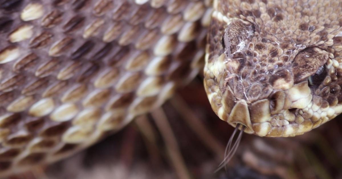 Local Routes | In the Grass with the Eastern Diamondback Rattler ...