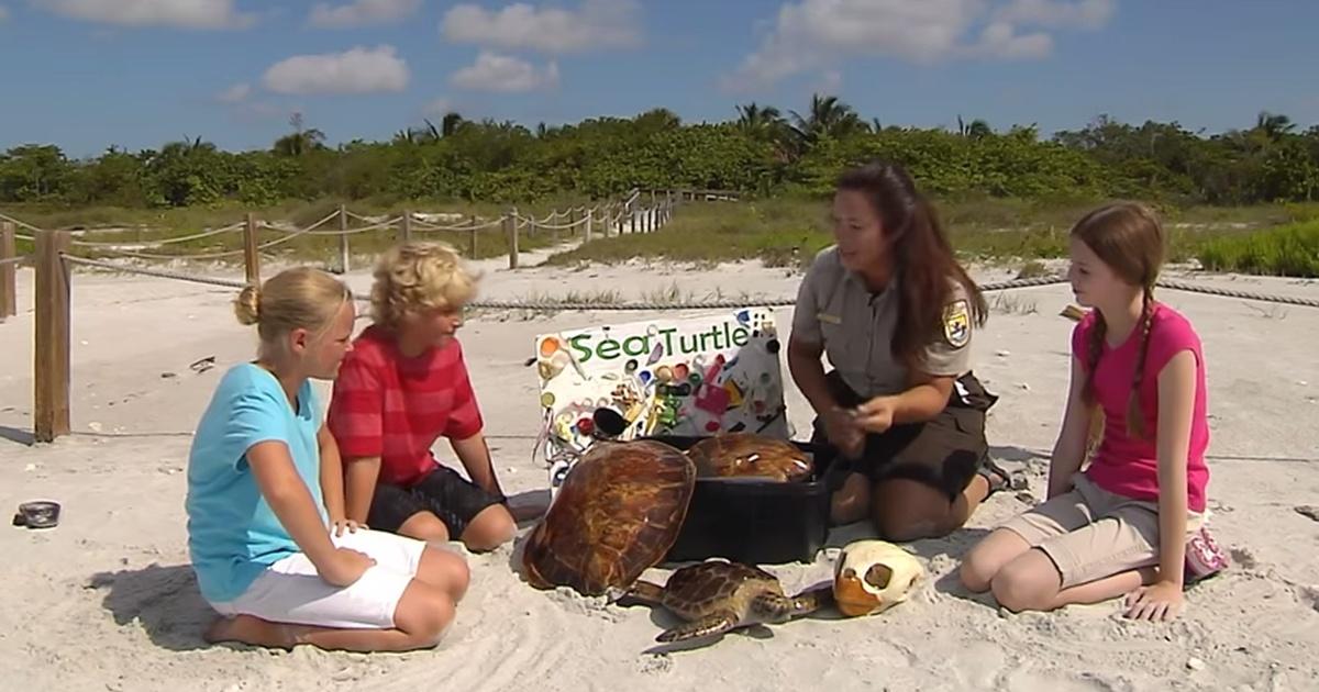 Curious Kids | Beaches | PBS