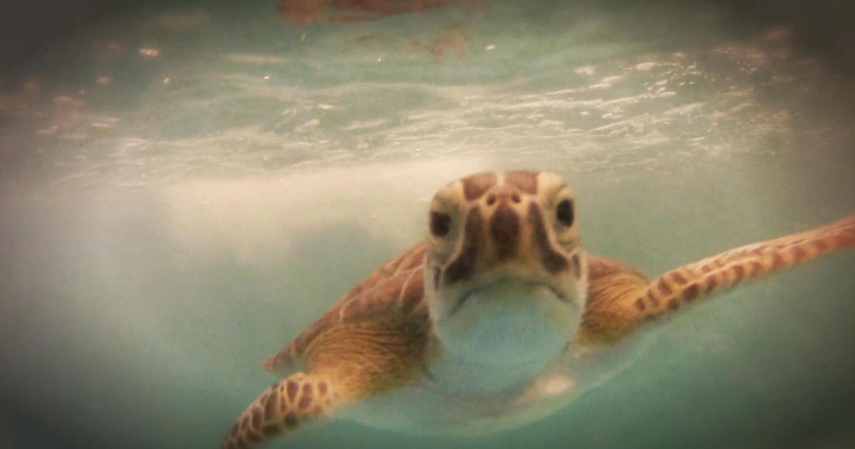 Fast Forward | Georgia Sea Turtle Center | PBS