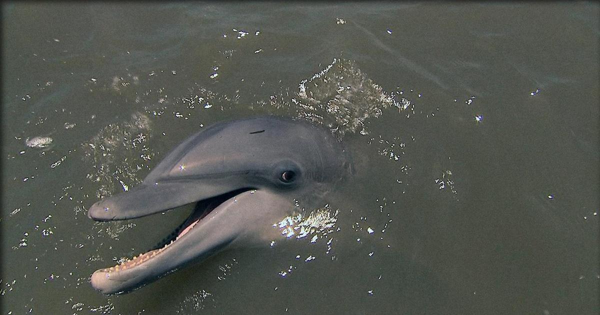 Georgia Outdoors | Dolphin Drama | Season 2013 | Episode 6 | PBS