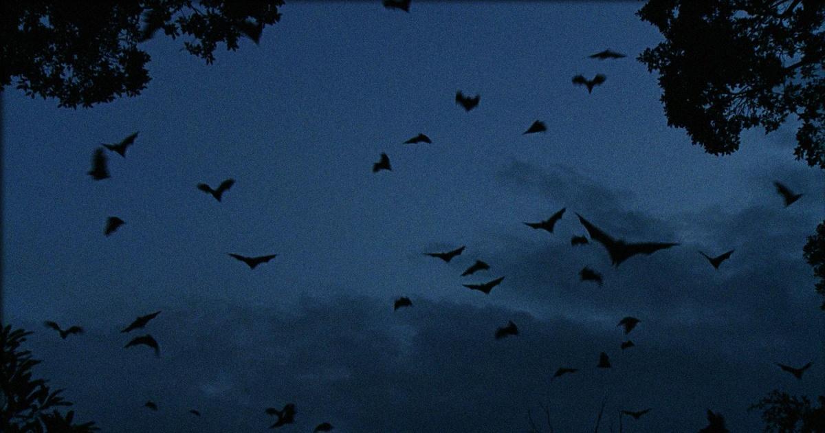 Georgia Outdoors | Bats! | Season 2011 | Episode 9 | PBS