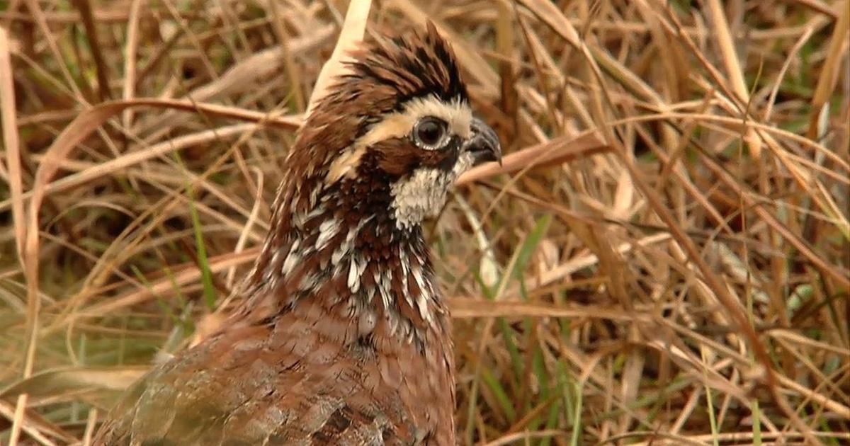 Georgia Outdoors | For The Love Of Quail | Season 2015 | Episode 1 | PBS