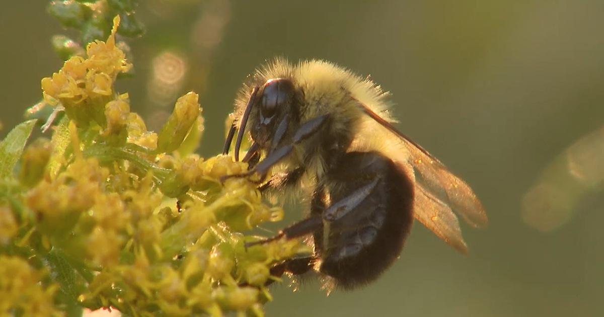 Georgia Outdoors | Bees | Season 2015 | Episode 4 | PBS