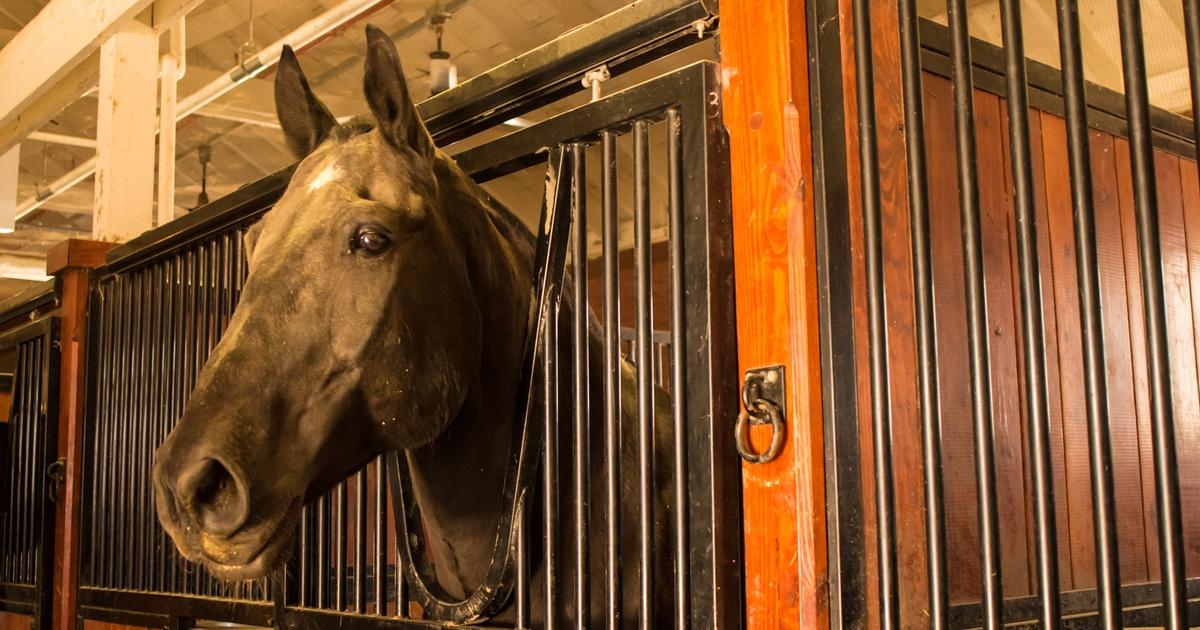 Engage Veterans | SERVICE: U.S. Army farrier Charles Morrison shoes a ...