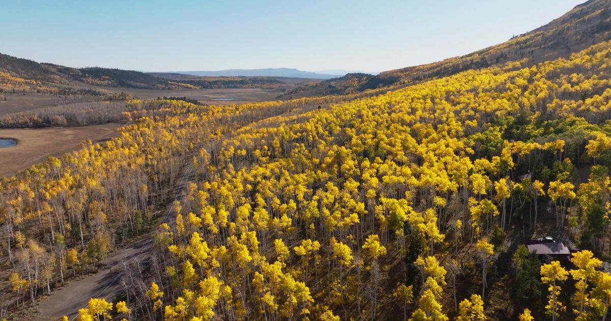 Untold Earth | This Is Not a Forest | Season 2 | Episode 1 | PBS