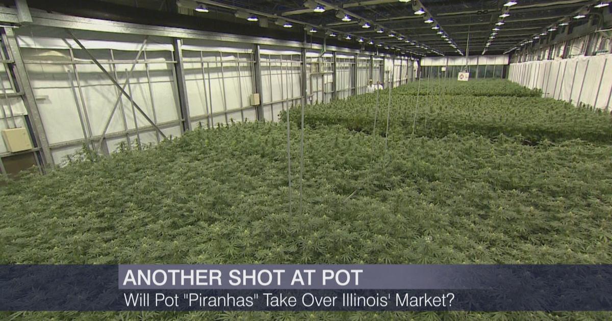 Chicago Tonight | Will Pot ‘Piranhas’ Take Over Illinois’ Market ...
