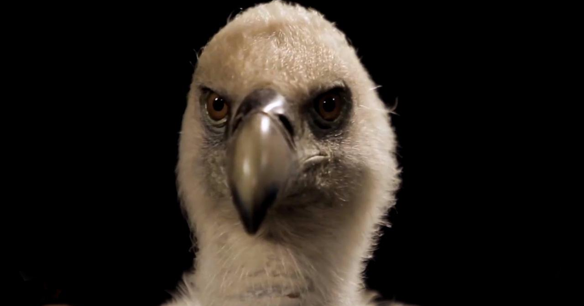 Friday Arts | WEB EXTRA Talking about Raptor's Rapture | PBS