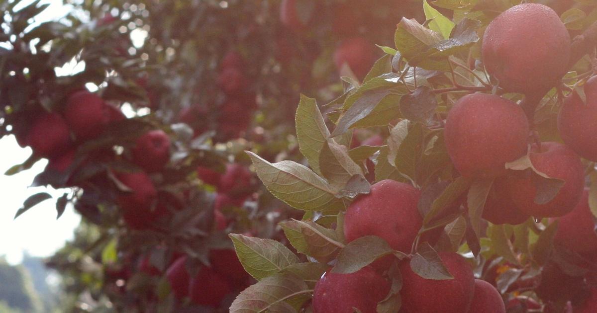 Friday Arts | Frecon Farms | PBS