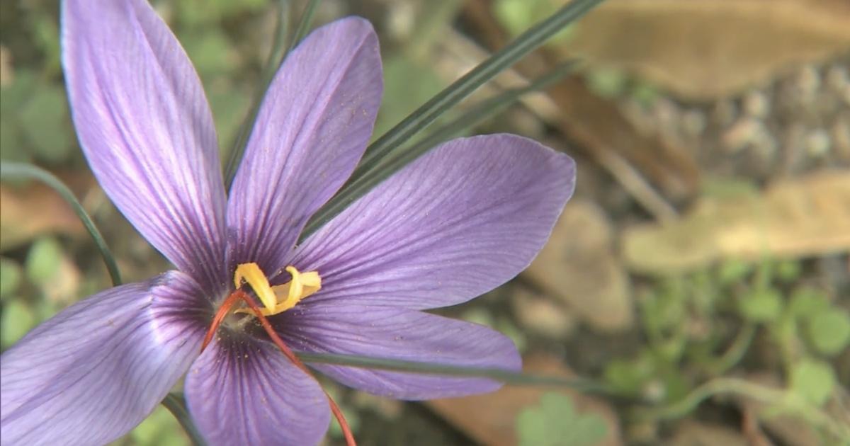 Friday Arts | Saffron: A Pennsylvania Treasure | PBS