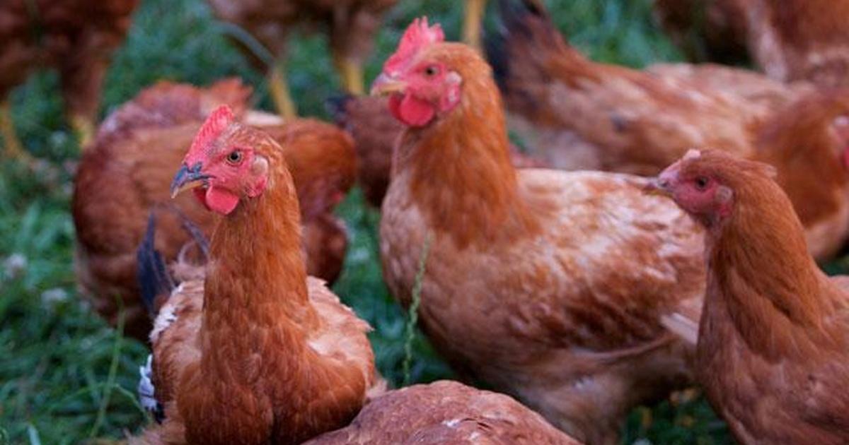 Friday Arts | Farmer Dean Carlson on Chickens | PBS