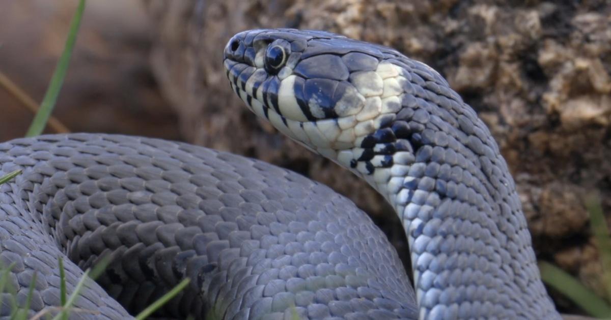 Camp TV | Mexican Burrowing Snake | Season 2022 | PBS