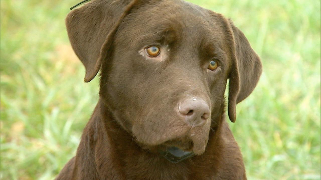 Meet Peanut the Squirrel Dog | Kentucky Afield