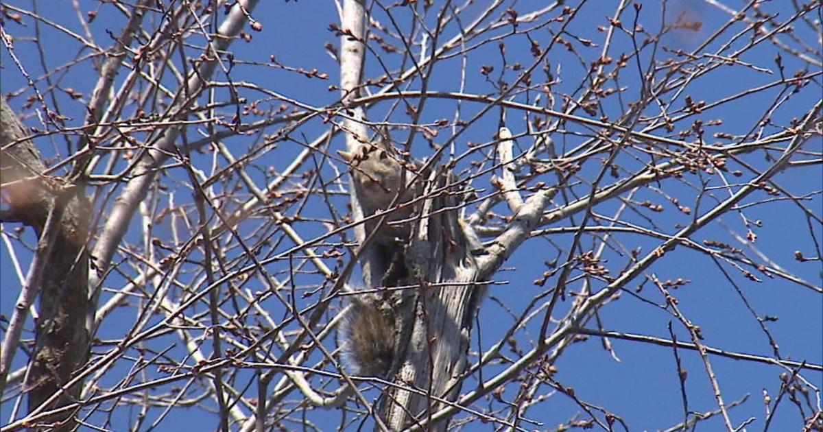 Kentucky Afield | Squirrel Hunting in Western Kentucky | Season 31 ...