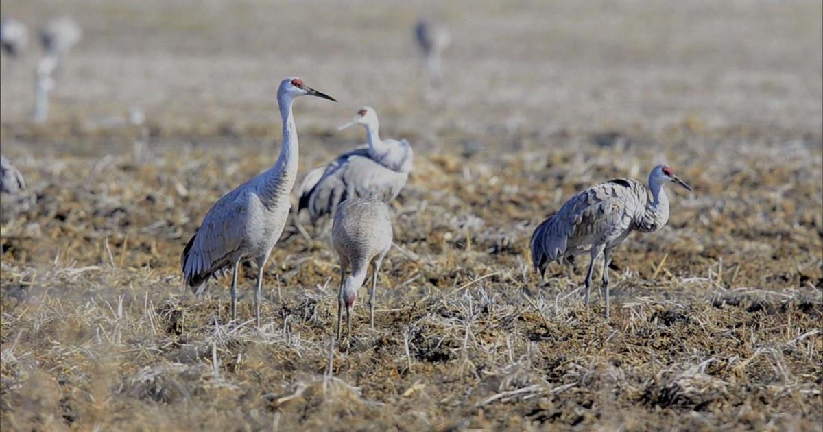 Kentucky Life | Sandhill Cranes; Hiking at Shaker Village; Glamping ...
