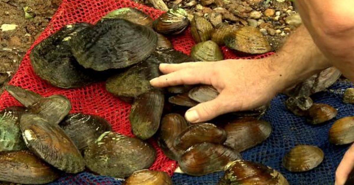 Kentucky Life | Earth Day; Wild Rivers; Kentucky Mussels; Heirloom ...