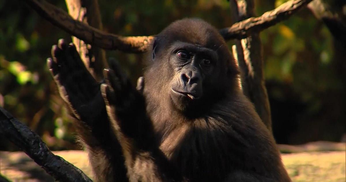 Kentucky Life | Zoo Animal Babies; Swift's Silver Mine; Horseshoeing ...