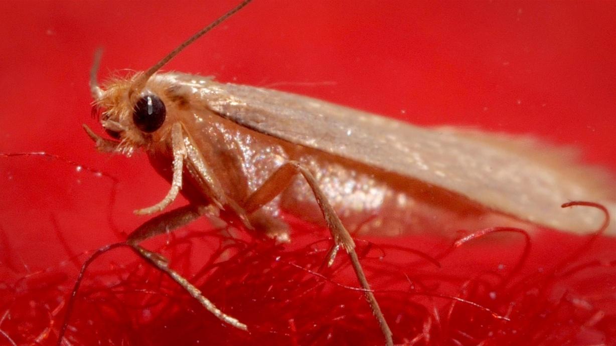 Clothes Moths Got Your Sweater? There's a Wasp for That | Watch on PBS ...