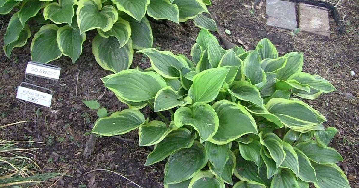 The Family Plot | Planting and Caring for Hostas | Season 4 | Episode ...