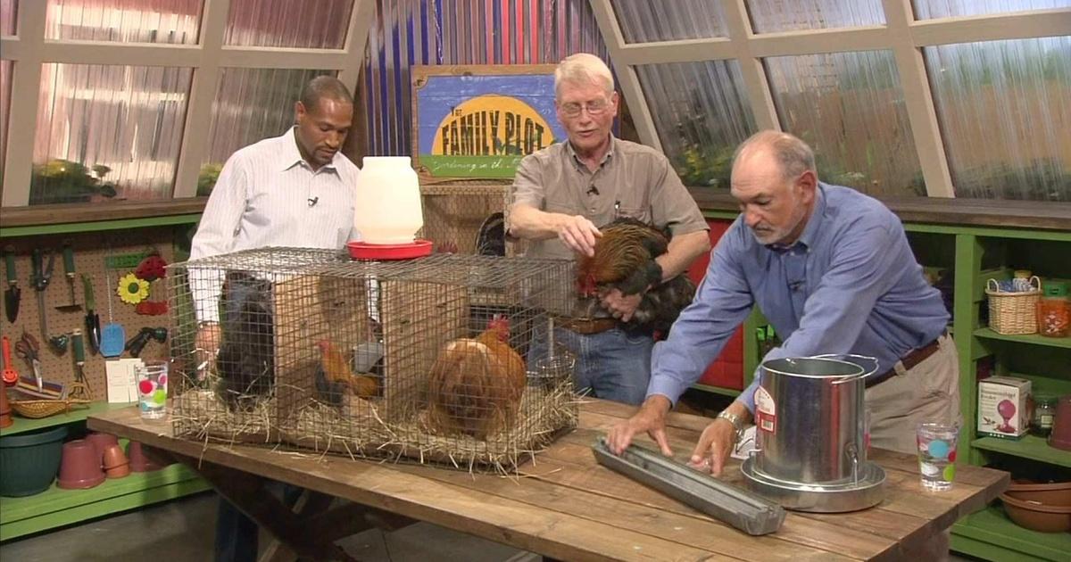 The Family Plot | The Chicken Show - Repeat | Season 4 | Episode 436 | PBS