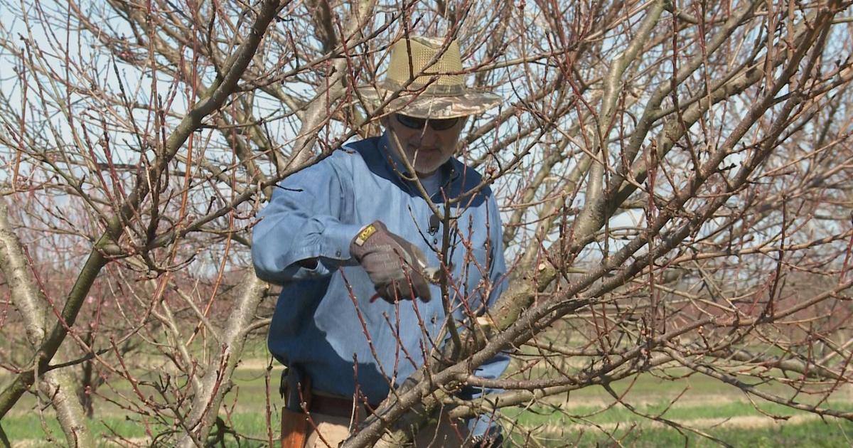 The Family Plot | Pruning Nectarine Trees & Growing Cabbage | Season 6 ...