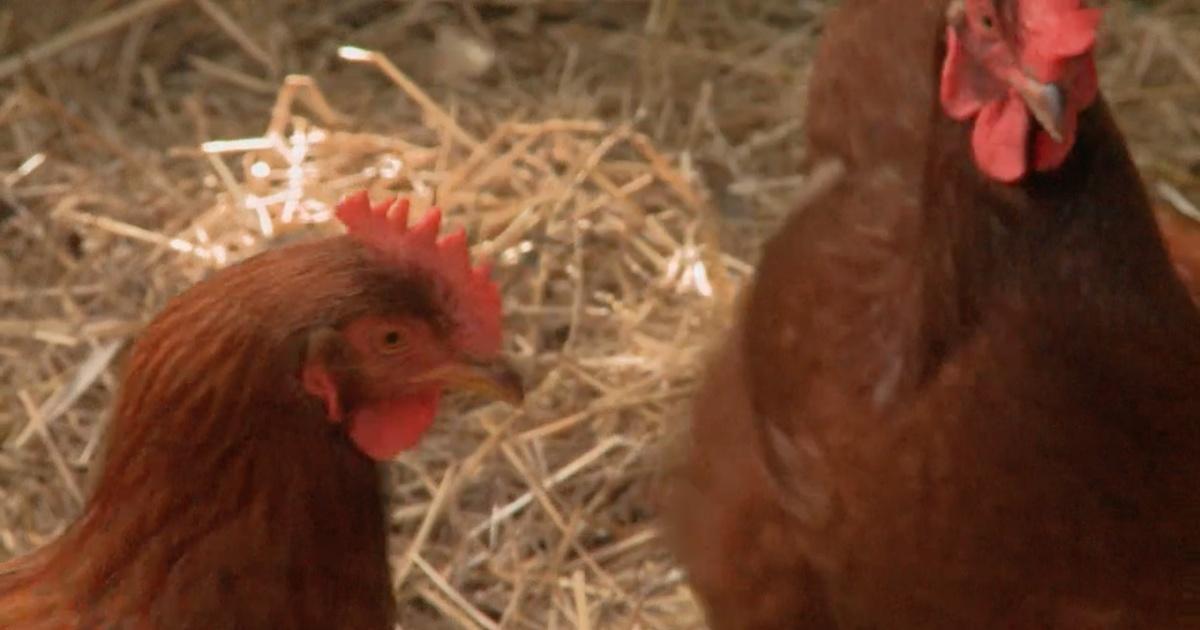 The Family Plot | Chickens and Planting Fall Flowers | Season 6 ...