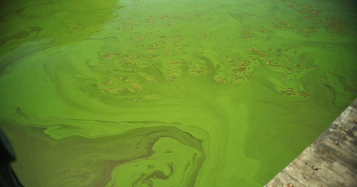 SciTech Now | What Causes Killer Algae? | PBS