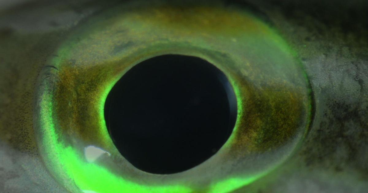 SciTech Now | What is biofluorescence? | PBS