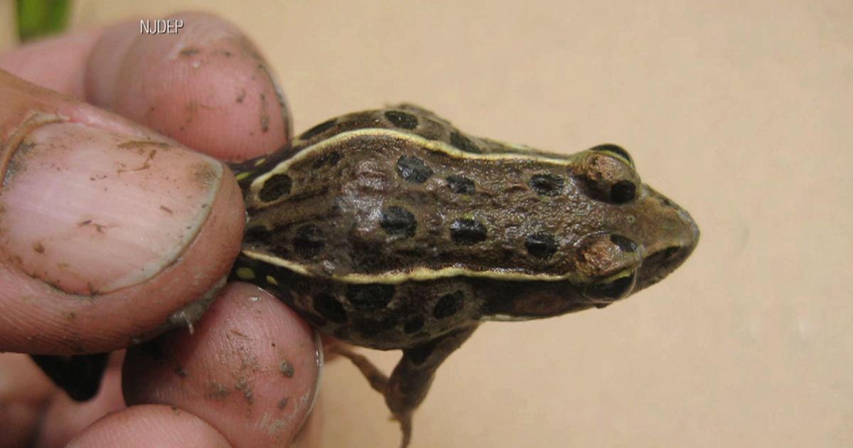 SciTech Now | Frogs | PBS