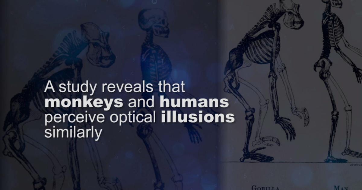 SciTech Now | Monkeys, humans, and optical illusions | PBS