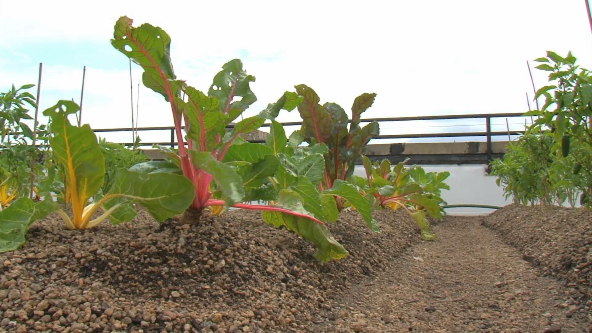 Urban farming on a whole new level | SciTech Now | WLIW