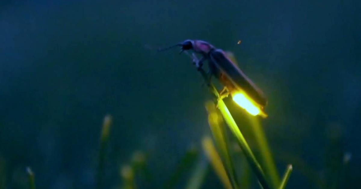 SciTech Now | How to talk to fireflies | PBS