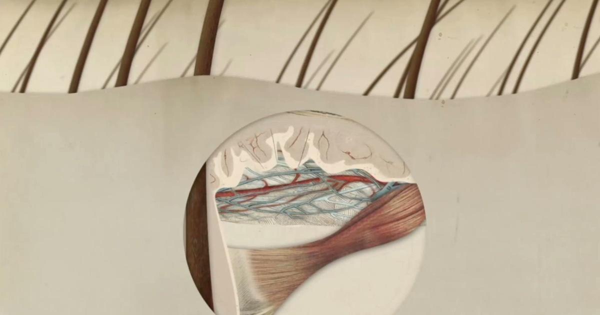 SciTech Now | The science behind goosebumps | PBS