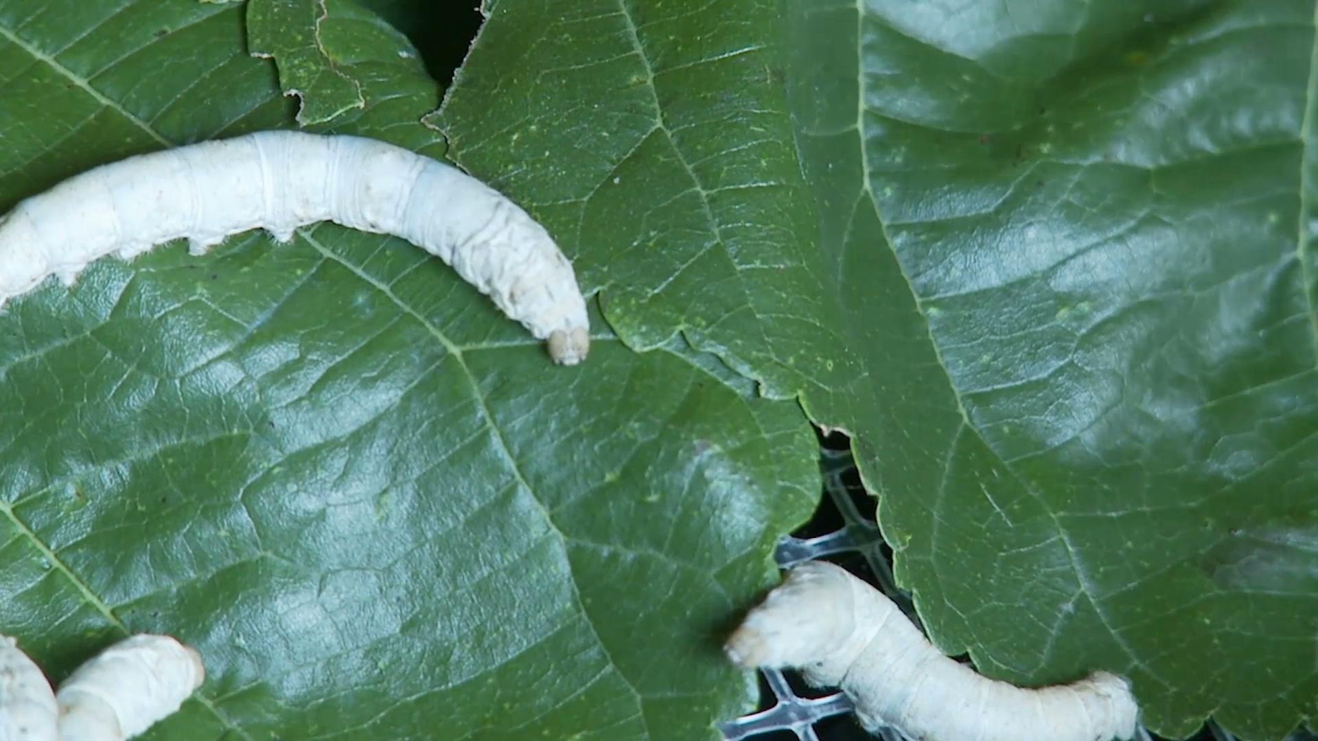 Spider silk | SciTech Now | WLIW