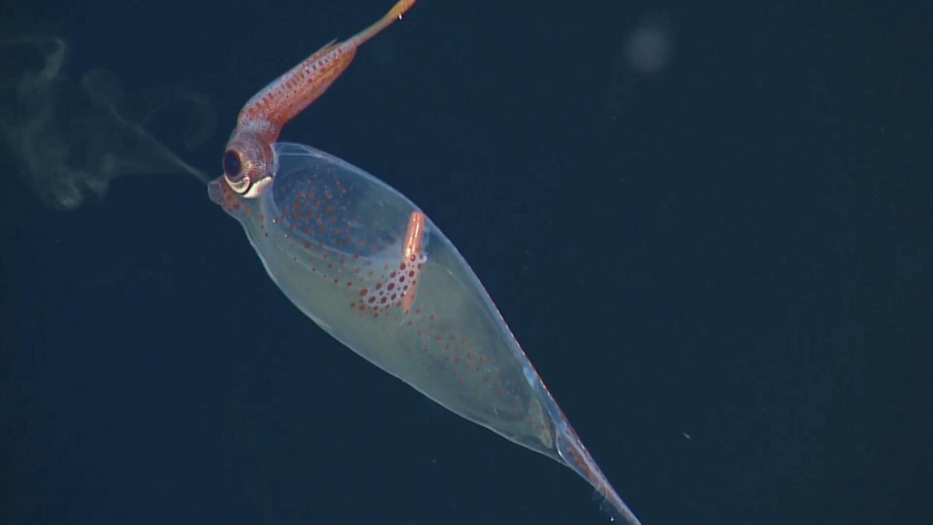 Scitech Now 324 | SciTech Now | THIRTEEN - New York Public Media