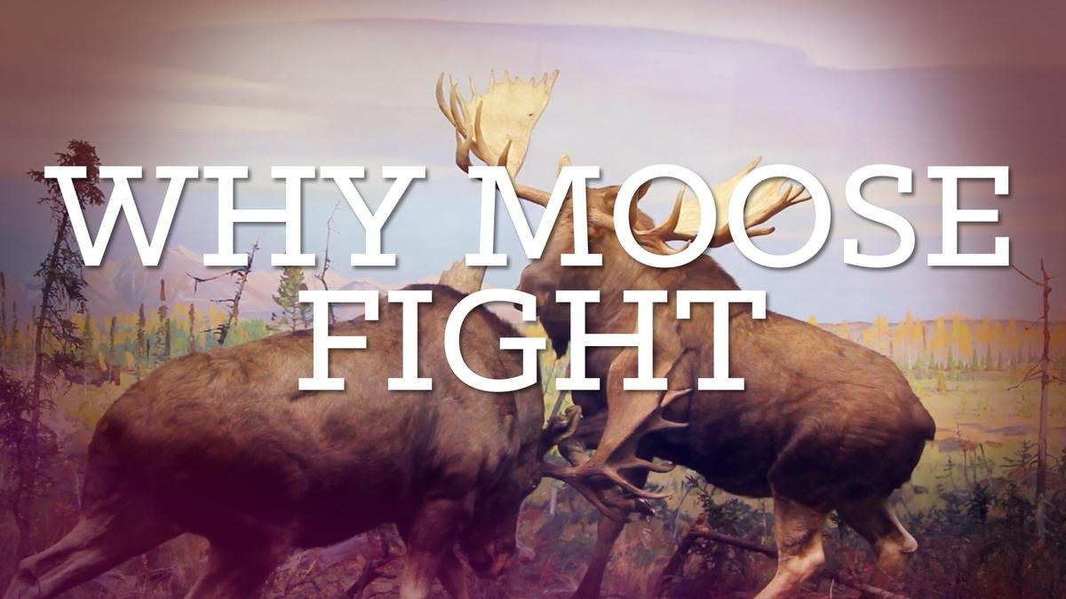 Why Moose Fight | Diorama | THIRTEEN - New York Public Media