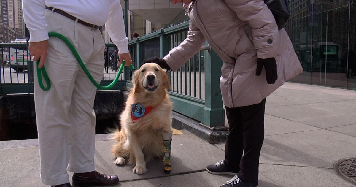 MetroFocus | My Bionic Pet: Therapy Dog Shows Benefit of Prosthetics | PBS