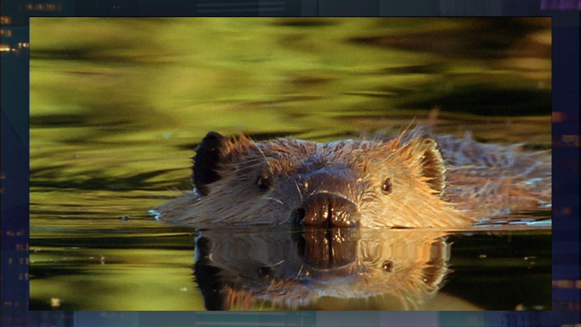 Leave it to Beavers: Re-evaluating an Unlikely Eco-Savior | MetroFocus ...